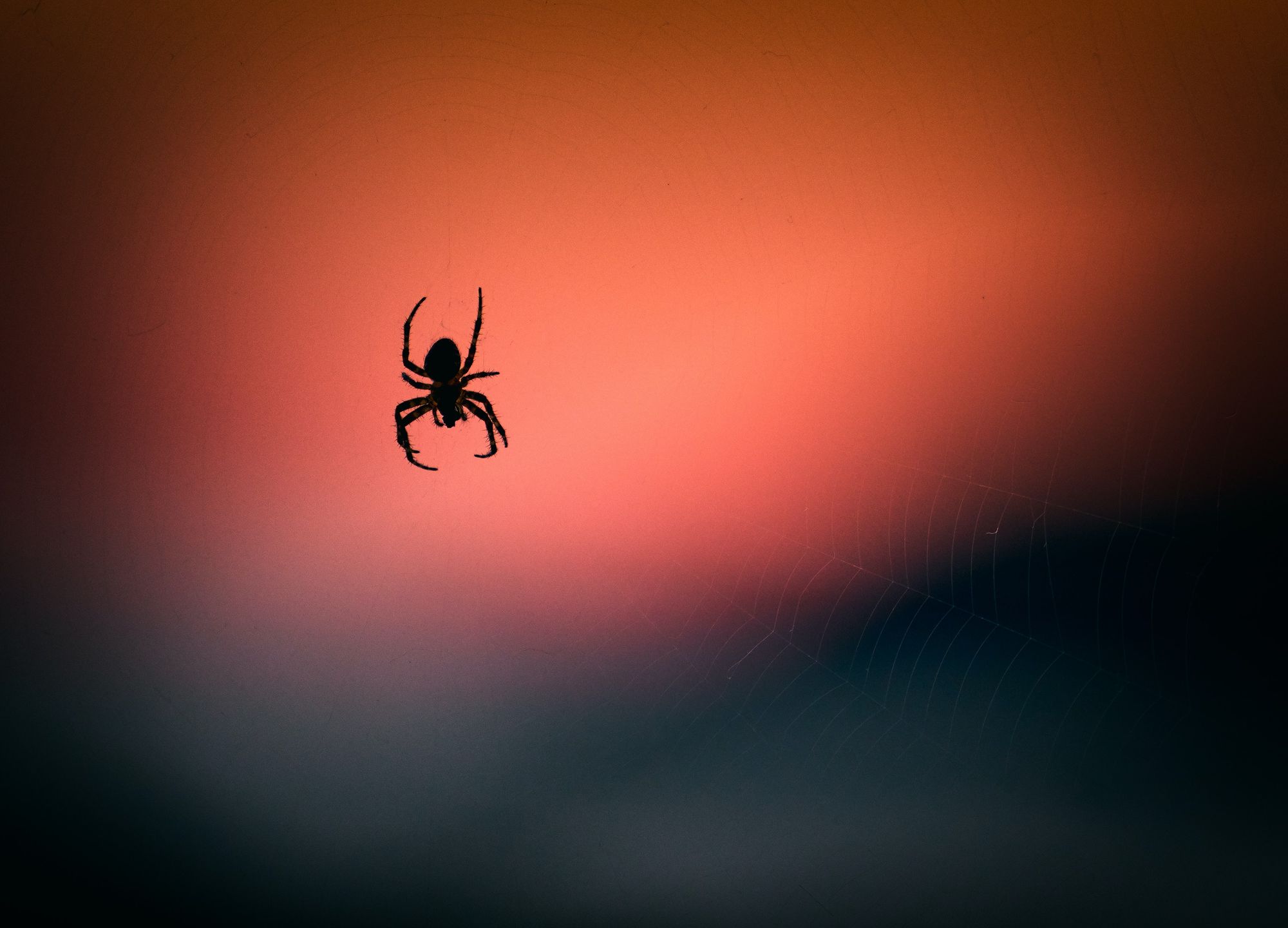Dead Spider