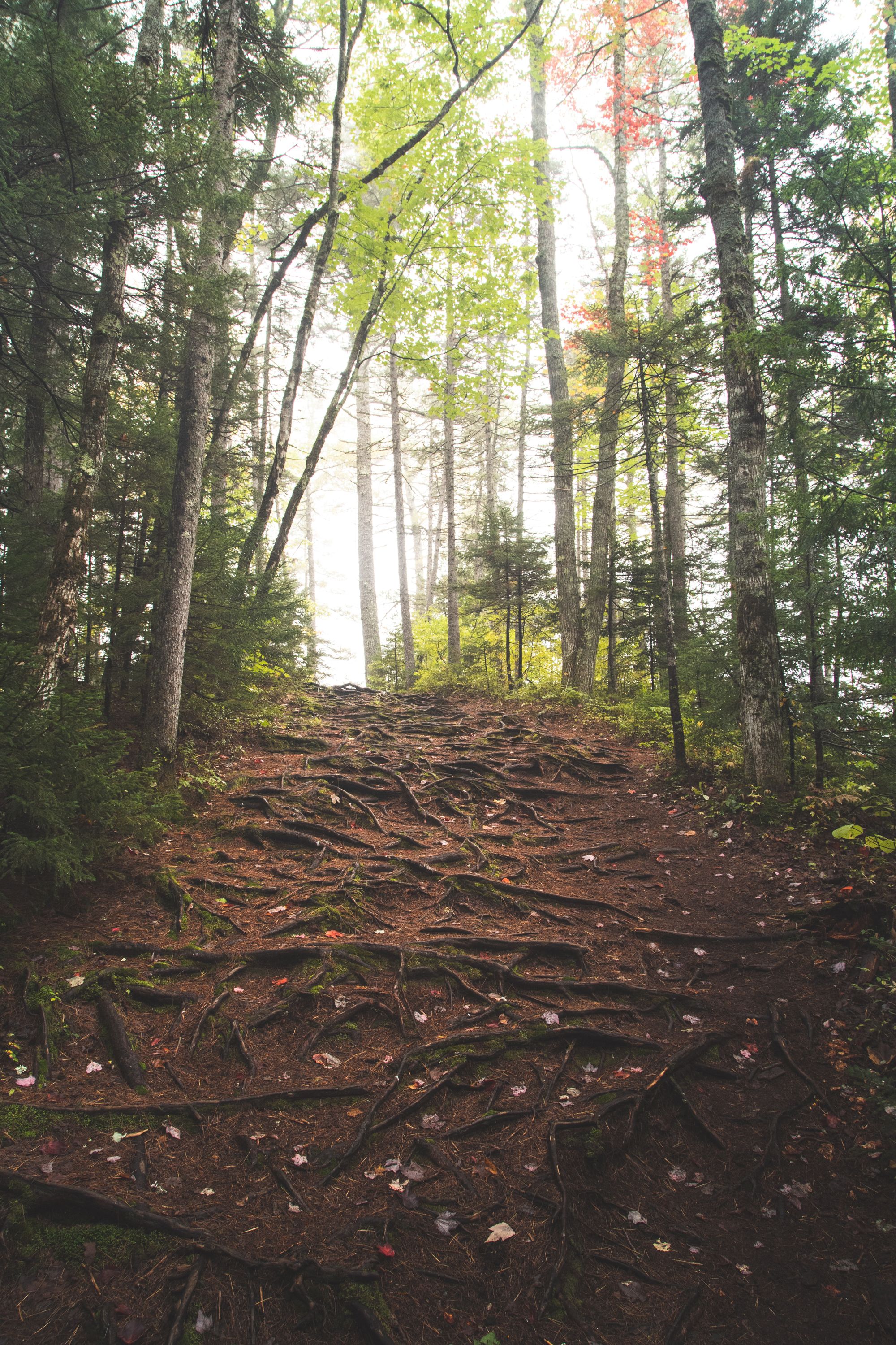 Volume V, Issue 5: Roots Preview