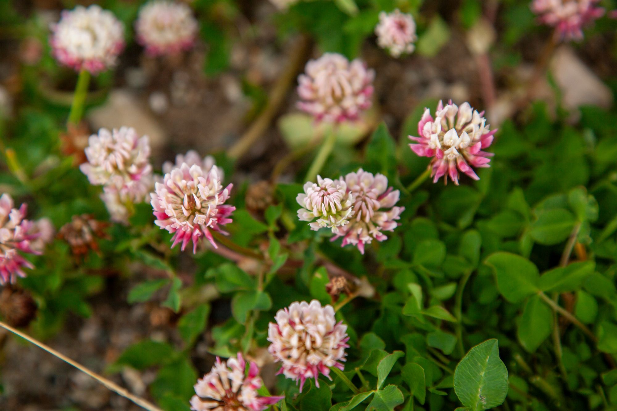 clover flowers