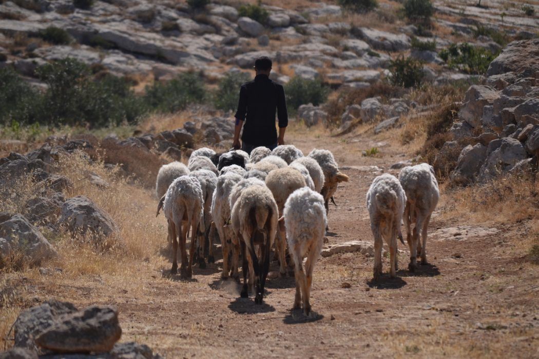 The Shepherd in the Desert